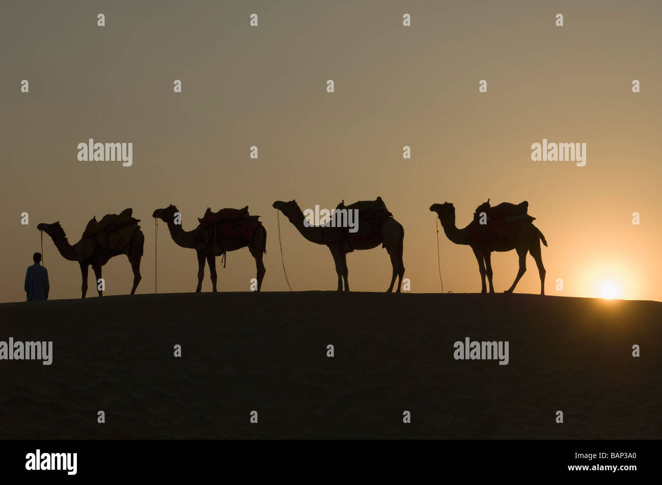 Silhouette of camels walking in a row, Jaisalmer, Rajasthan, India ...