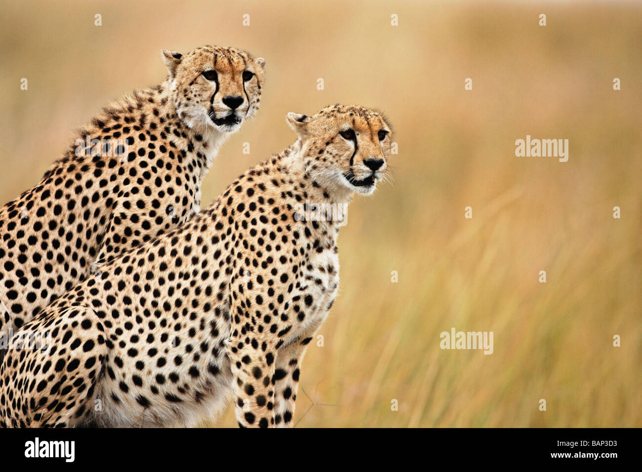Cheetah in grasses hi-res stock photography and images - Alamy