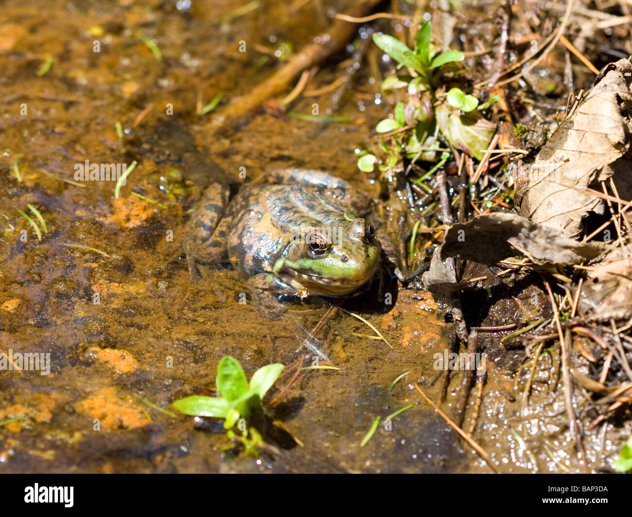american bullfrog in a pond Stock Photo - Alamy