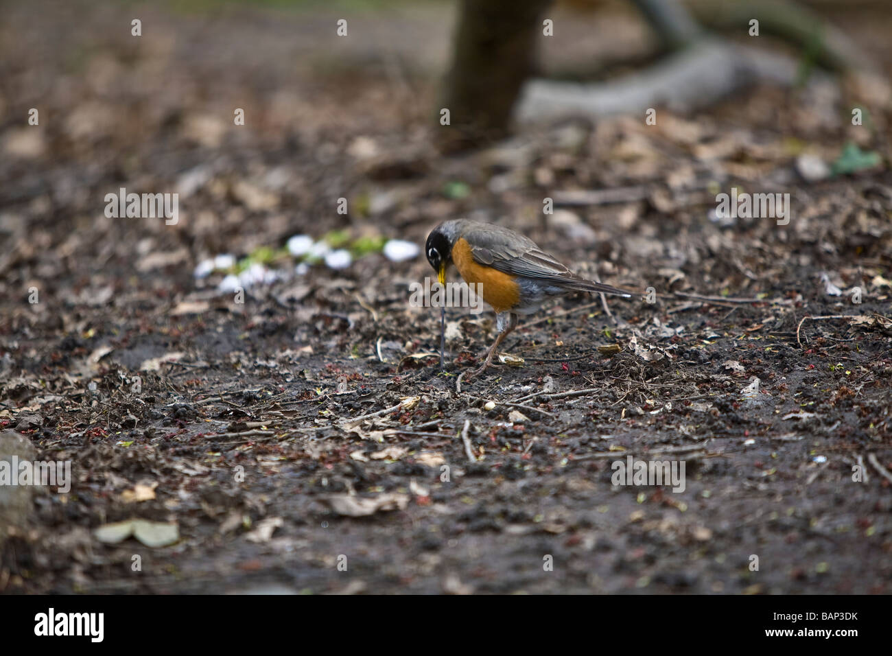 Bird eating worms hi-res stock photography and images - Alamy