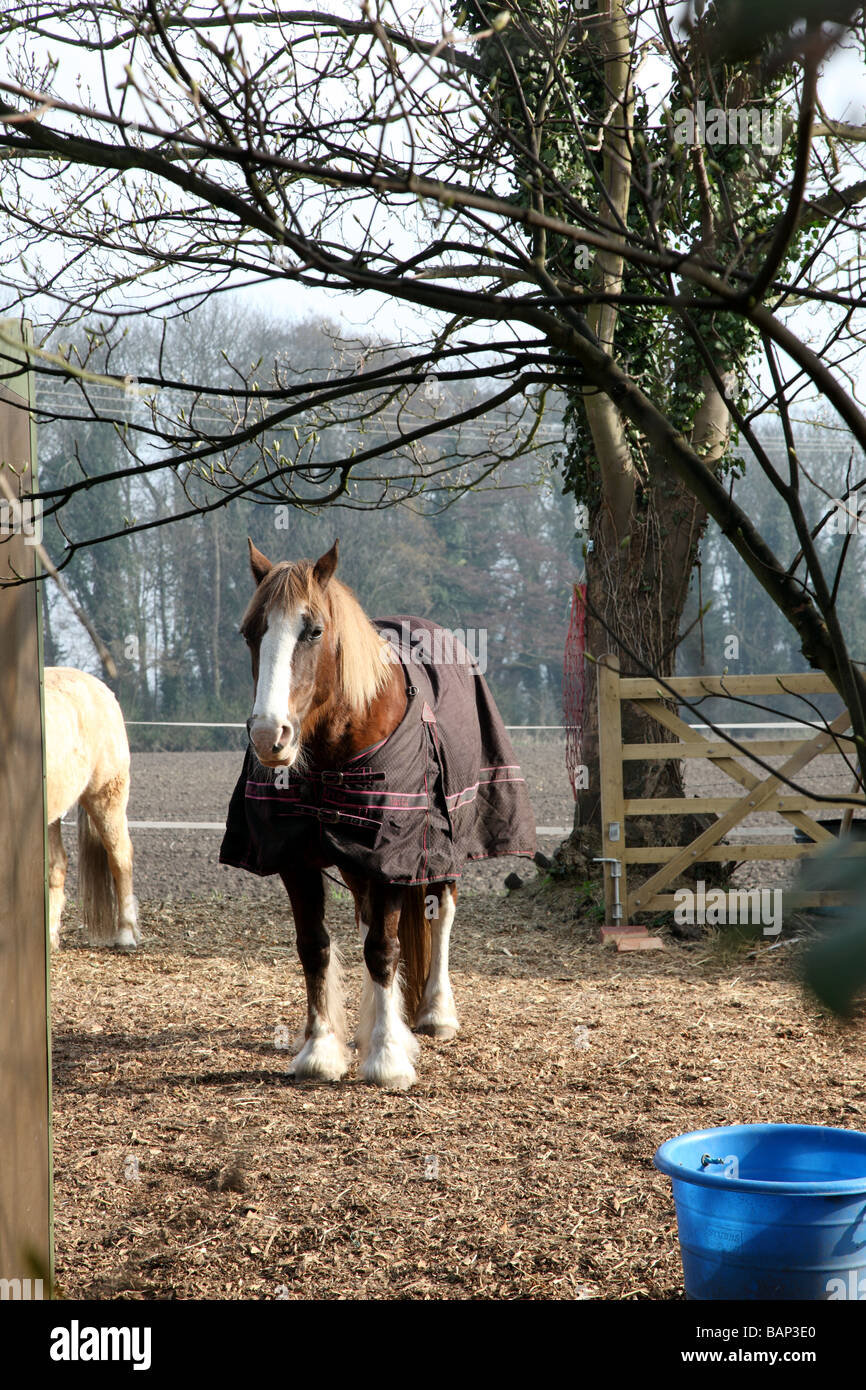 Equine hi-res stock photography and images - Alamy