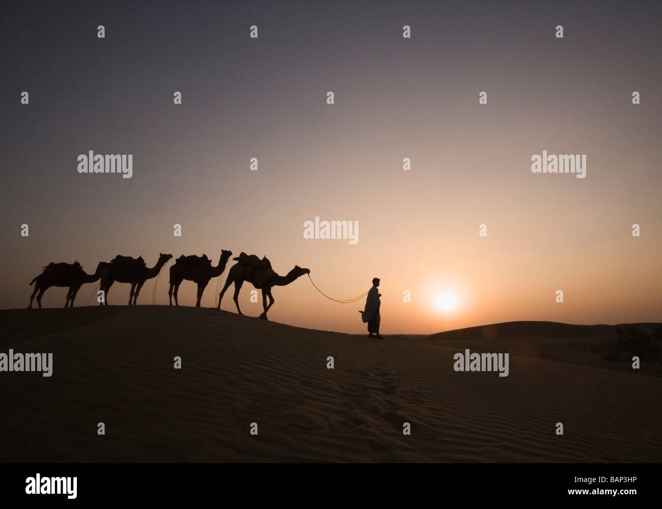 Four camels standing in a row with a man, Jaisalmer, Rajasthan, India ...