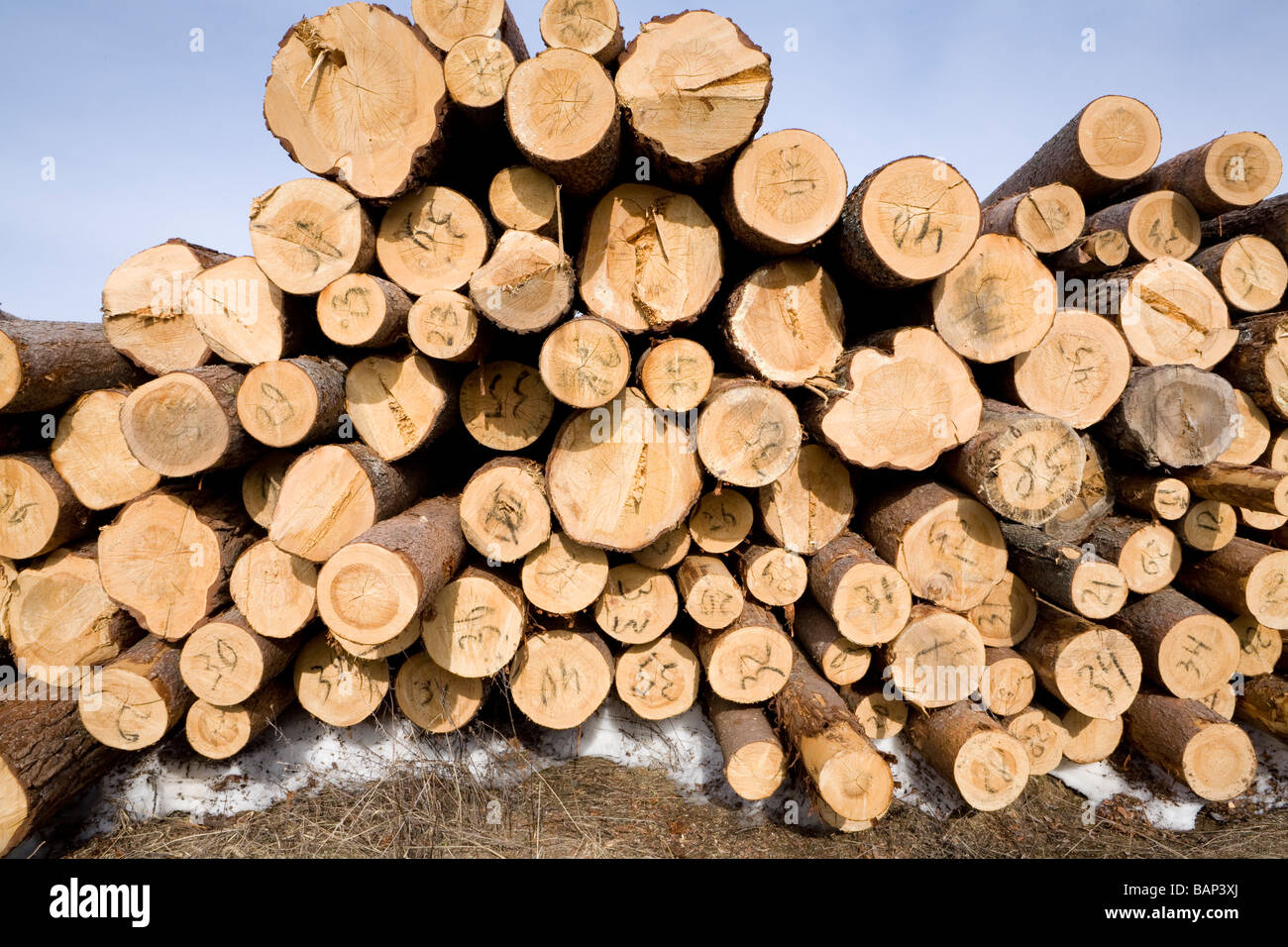 Logs for building a house Stock Photo - Alamy