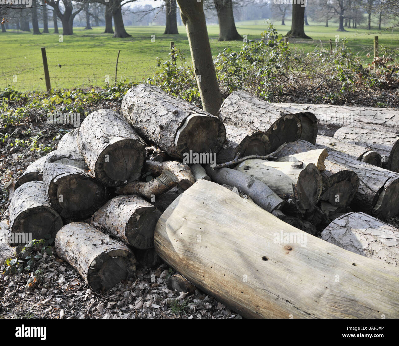 cut logs in forest firewood timber forestry Stock Photo - Alamy