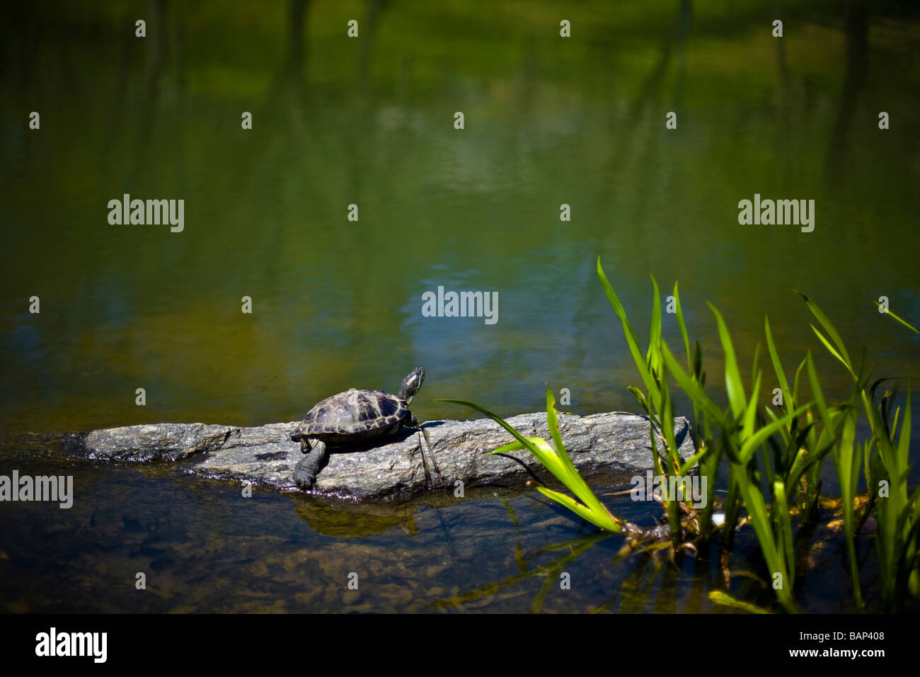 Nice turtle hi-res stock photography and images - Alamy