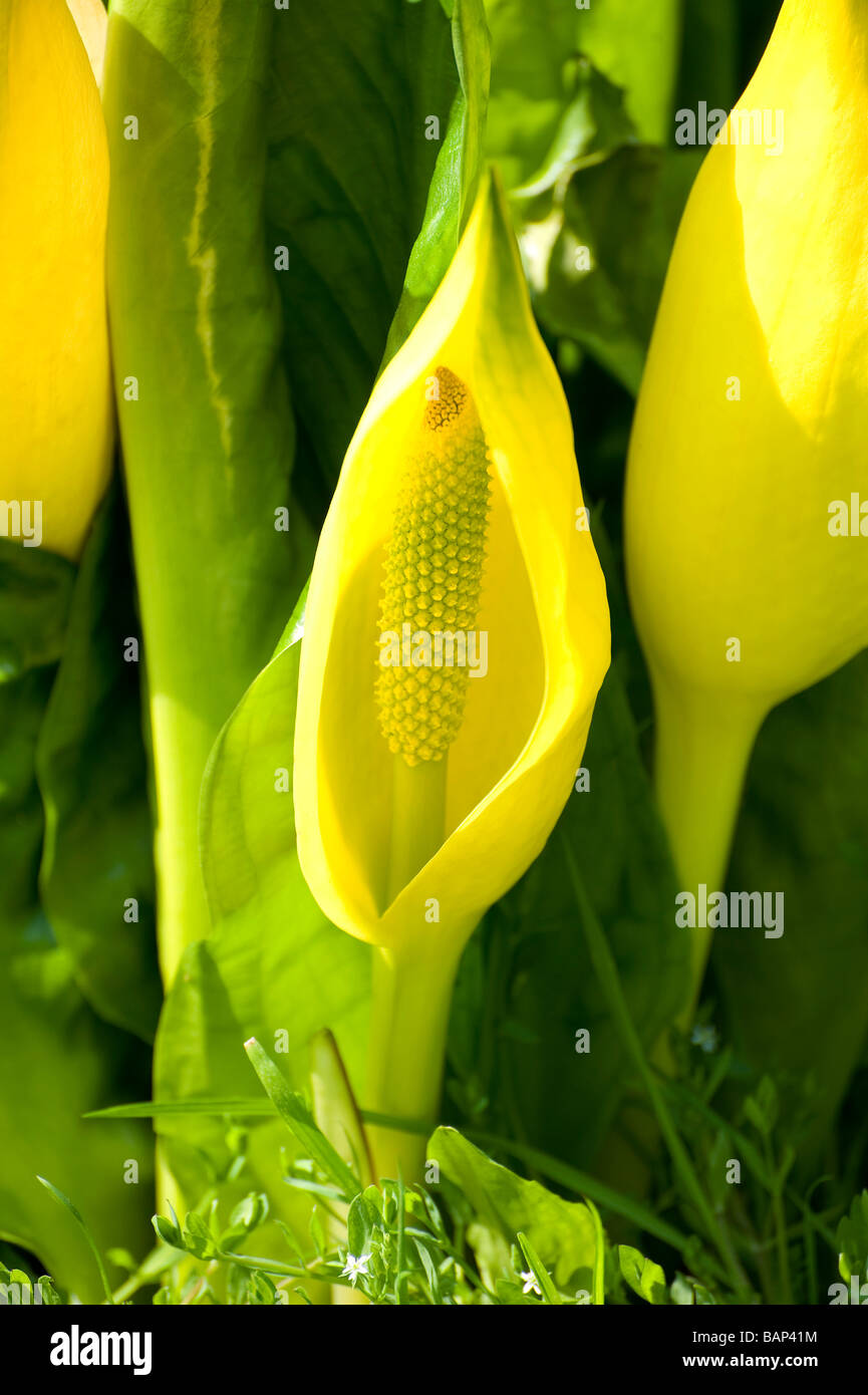 English garden lily hi-res stock photography and images - Alamy