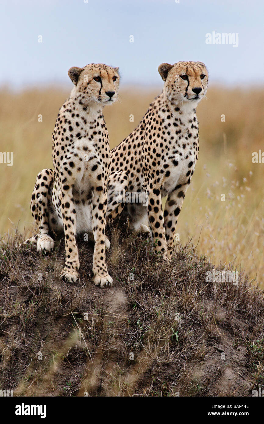 Cheetah tall grasses hi-res stock photography and images - Alamy