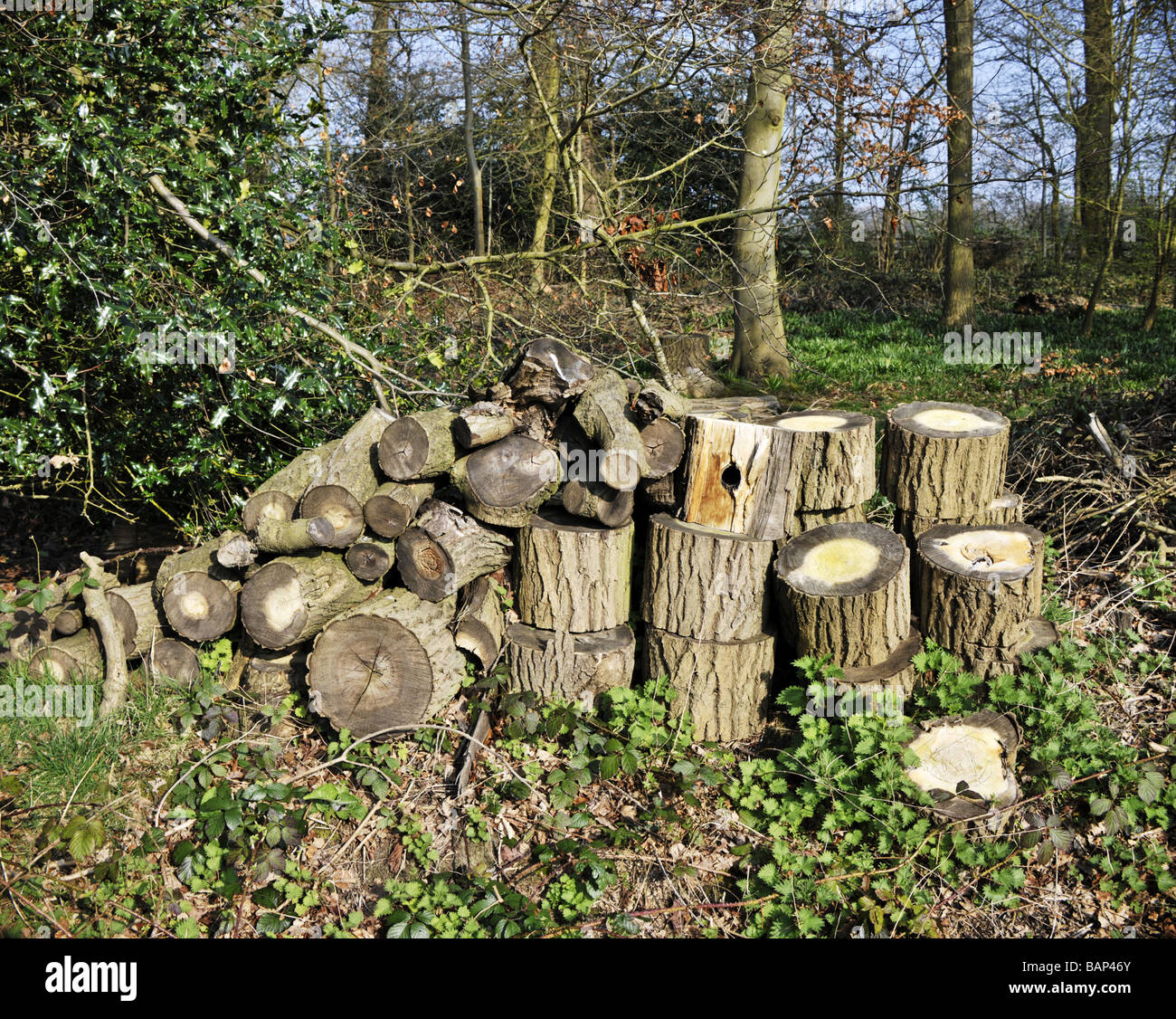 cut logs in forest firewood timber forestry Stock Photo - Alamy