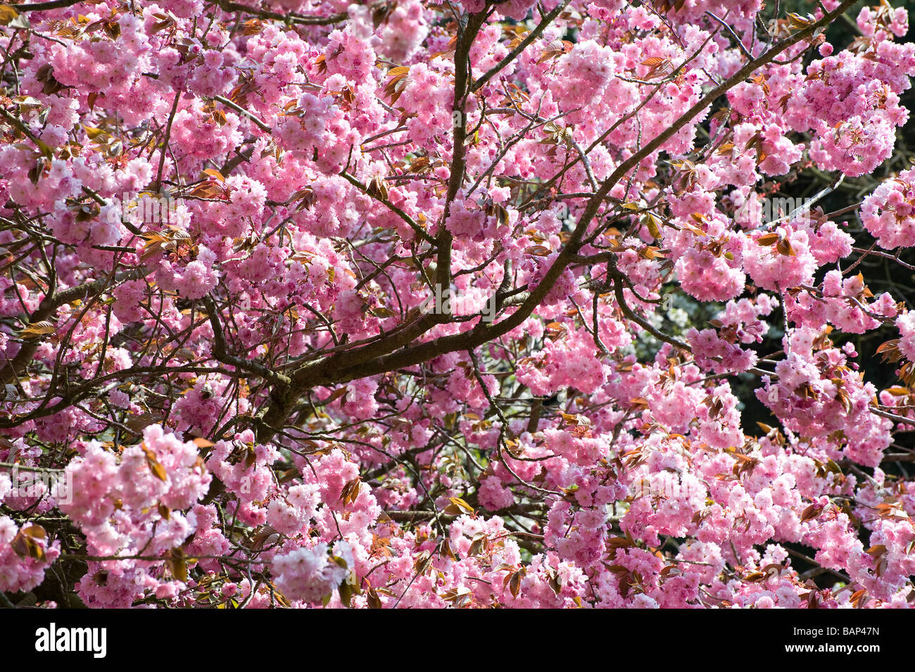 pink cherry blossom tree Stock Photo - Alamy