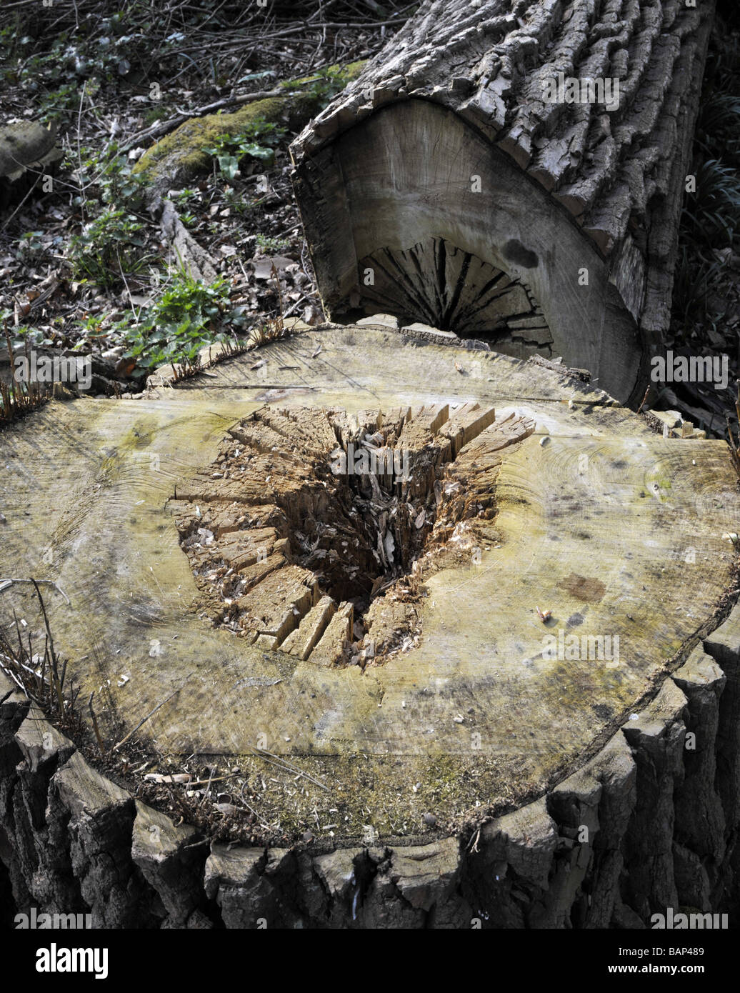 cut logs in forest firewood timber forestry Stock Photo - Alamy