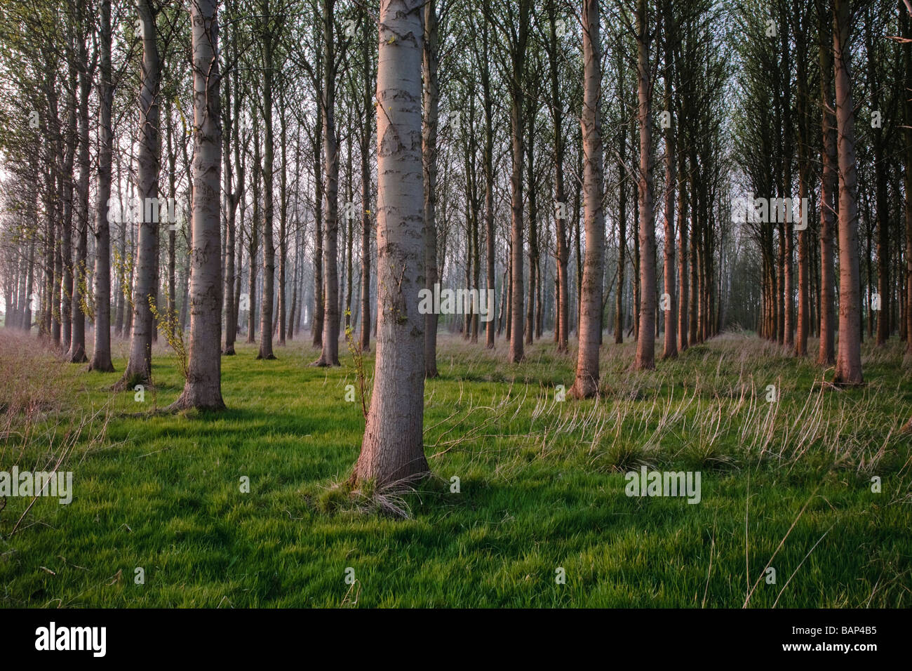 Parallel line trees nature perspective hi-res stock photography and ...