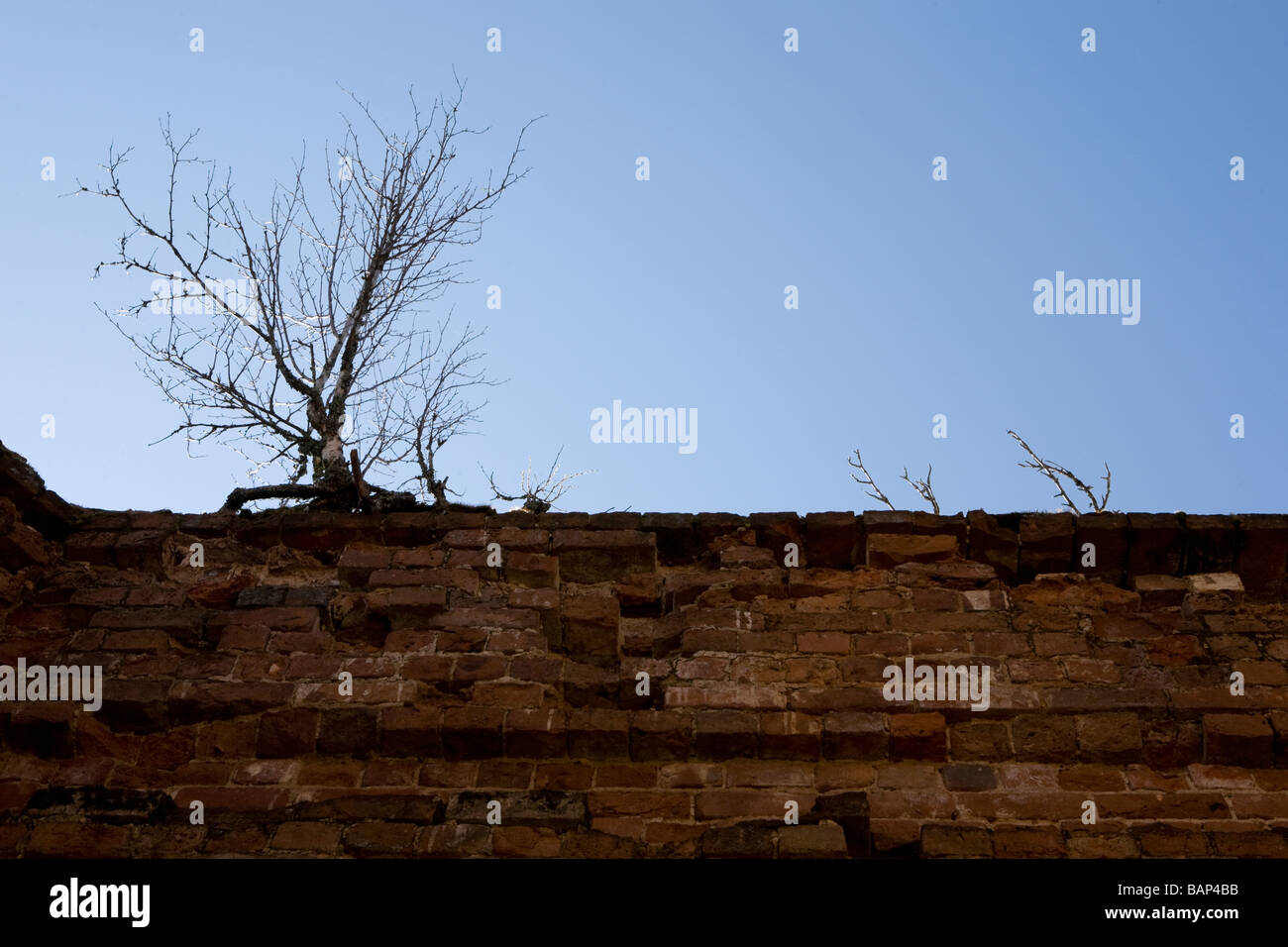 Tree growing on a ruined wall Stock Photo - Alamy