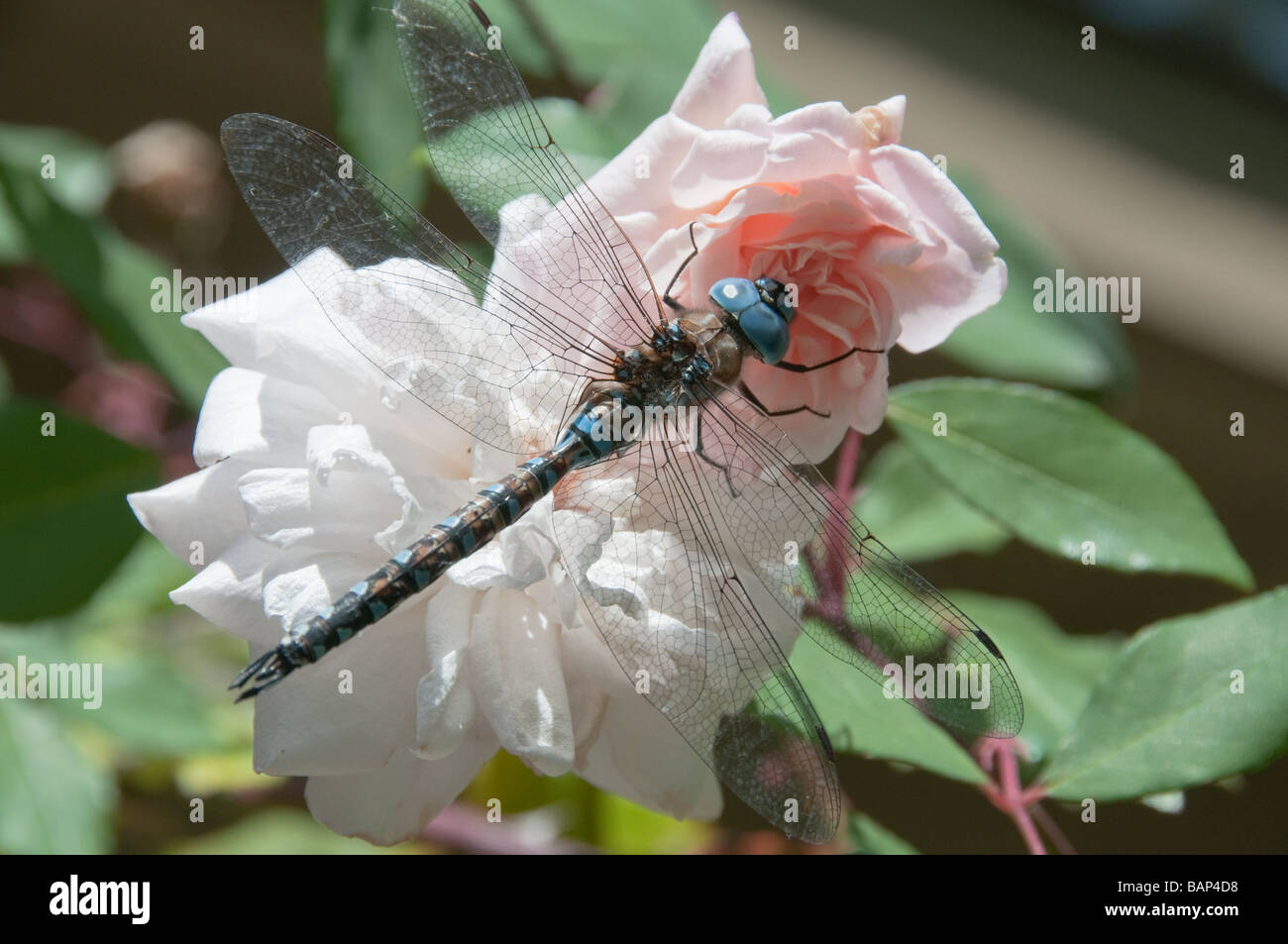 Rose and insect hi-res stock photography and images - Alamy