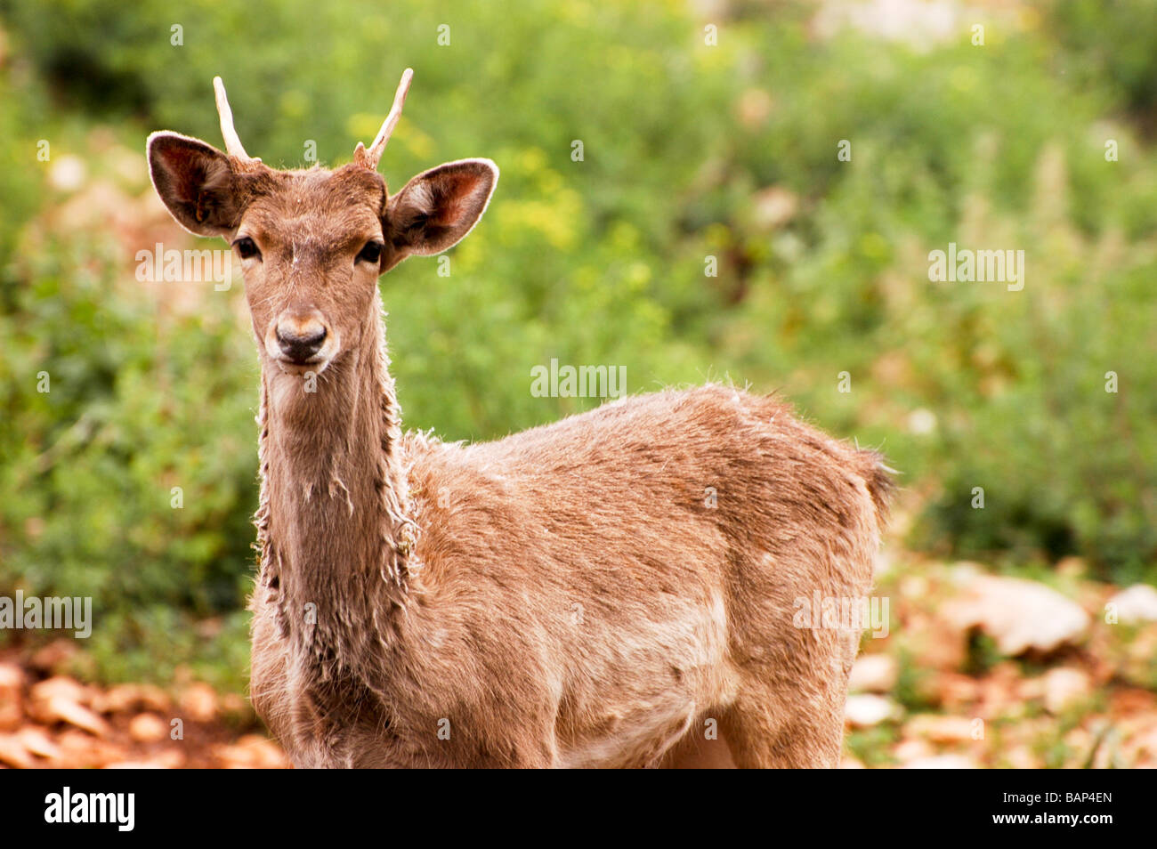 Israel Carmel Mountains Young Persian Fallow Deer Dama dama ...