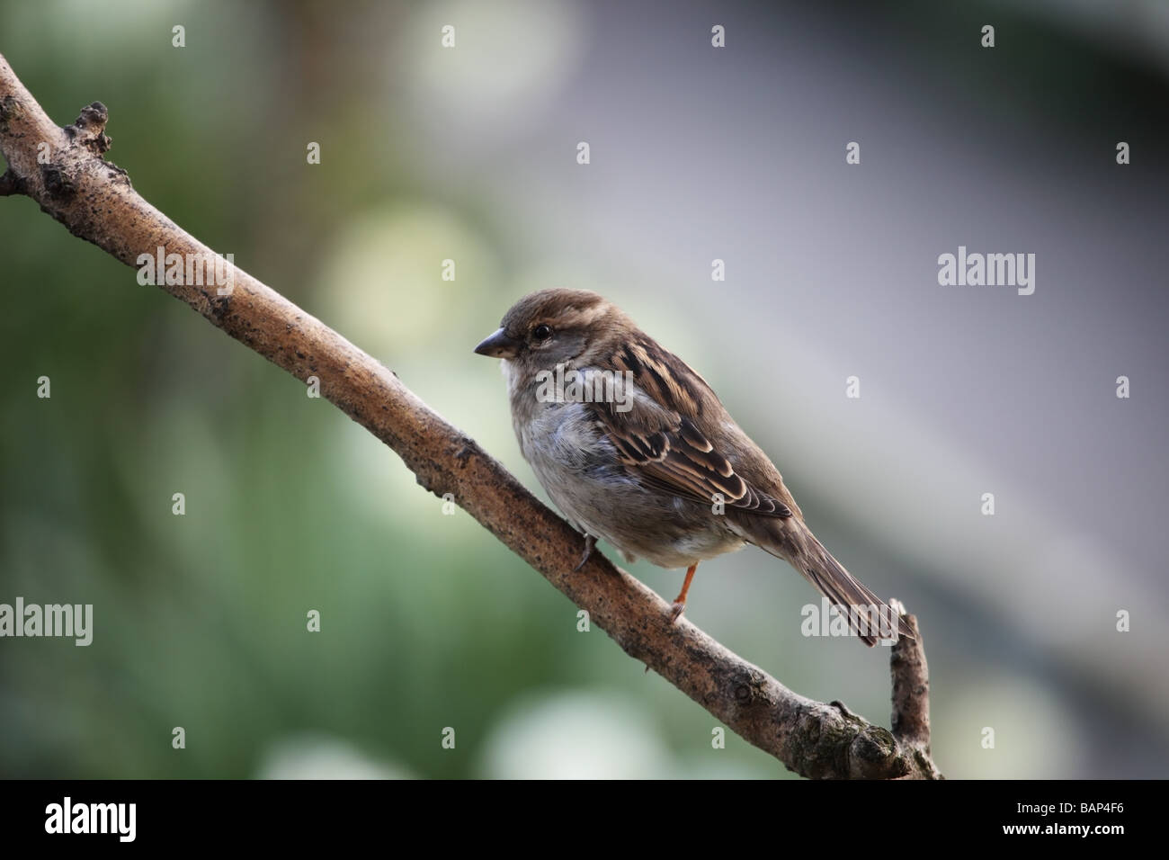 House sparrow uk female hi-res stock photography and images - Alamy