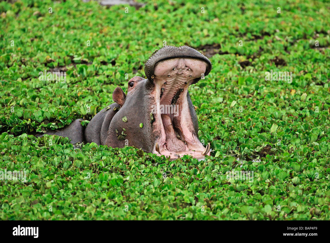 Hippopotamus yawning in the early morning surrounding by swamp ...