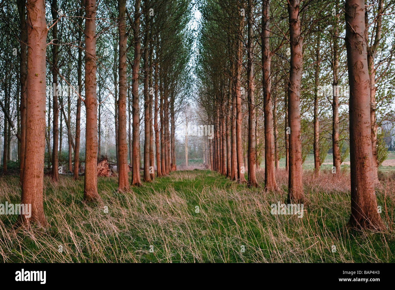 Poplar Tree Palantation, Burton Agnes, East Yorkshire, England, UK ...