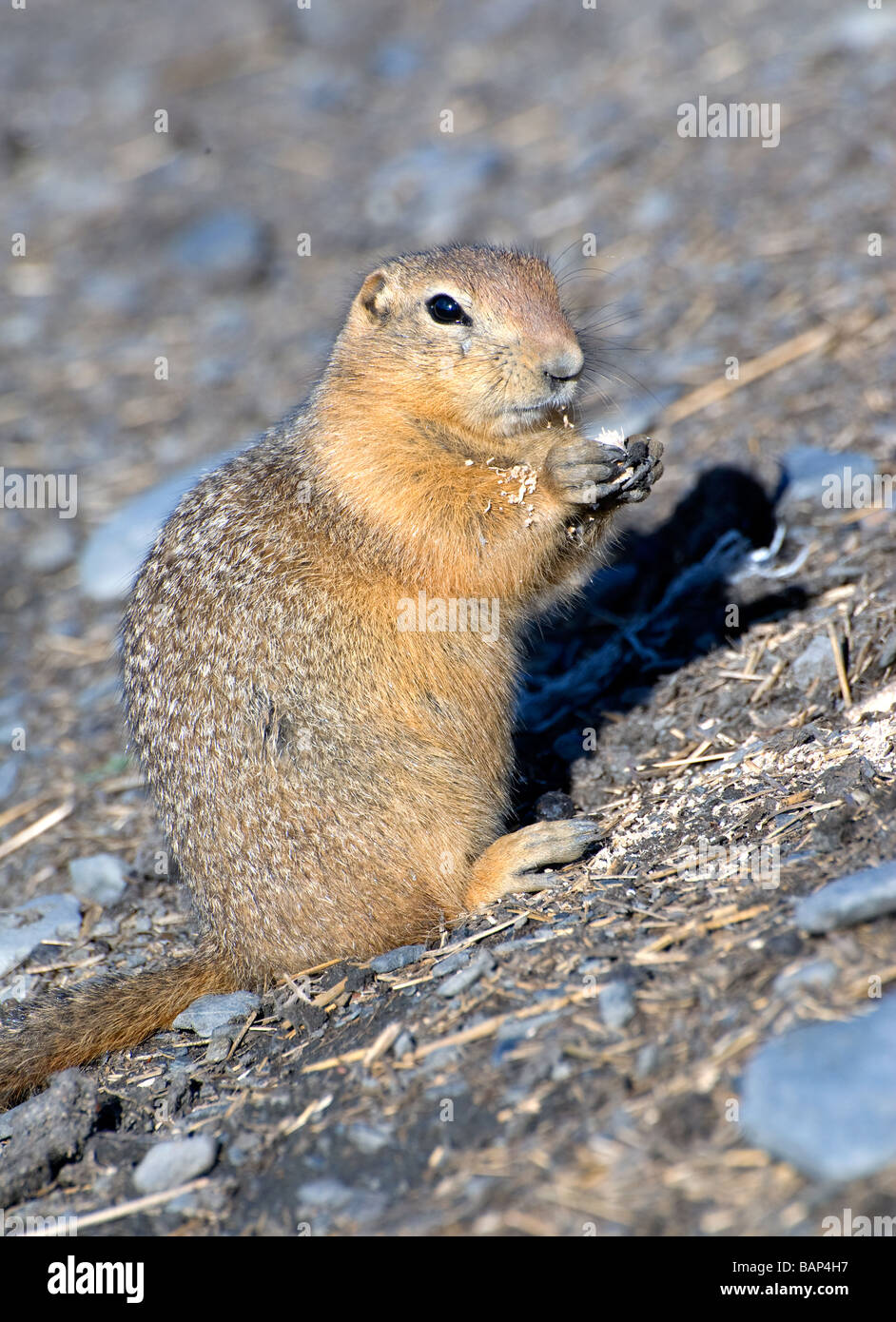 agony of suspense Stock Photo - Alamy