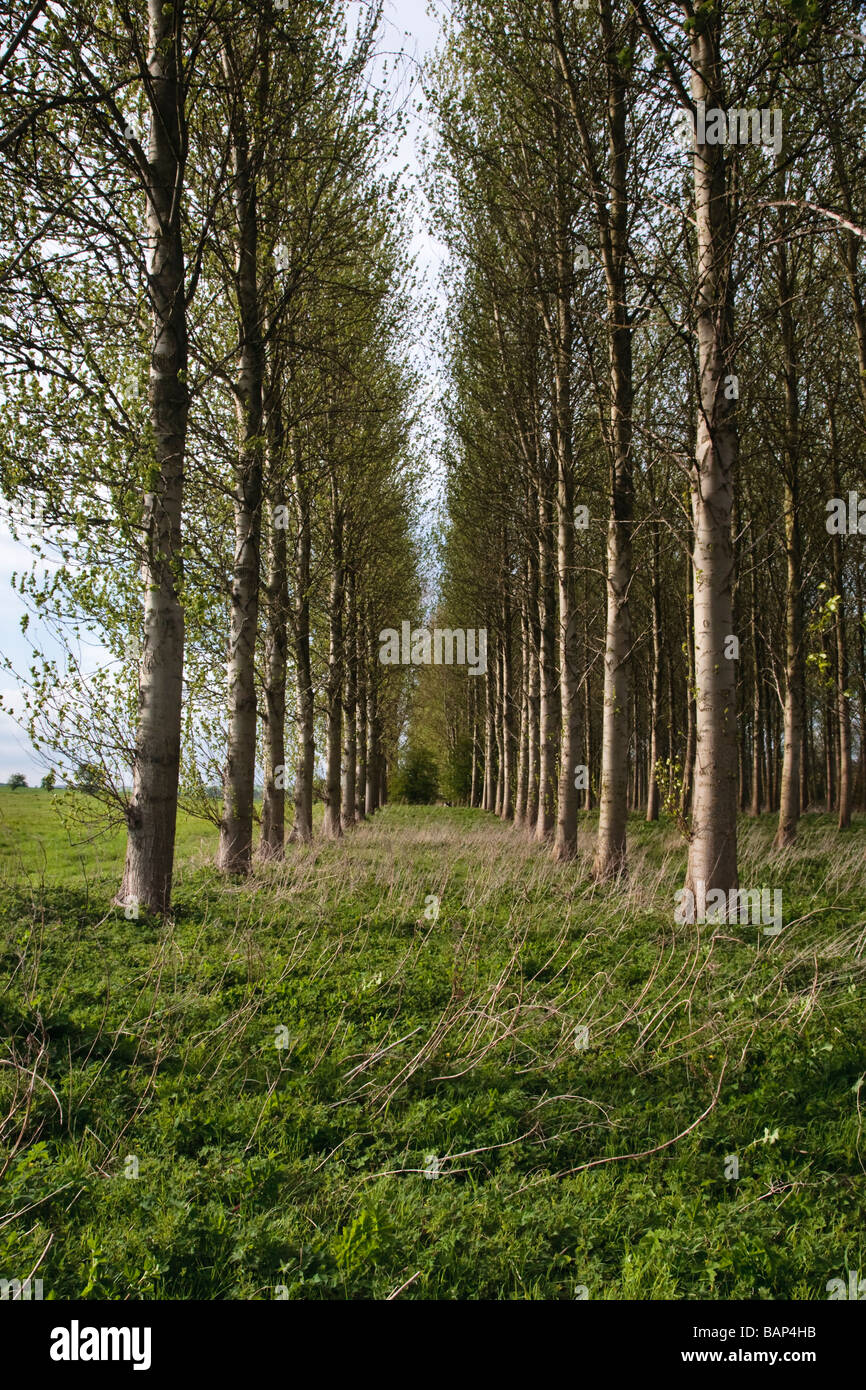 Poplar Tree Palantation, Burton Agnes, East Yorkshire, England, UK ...
