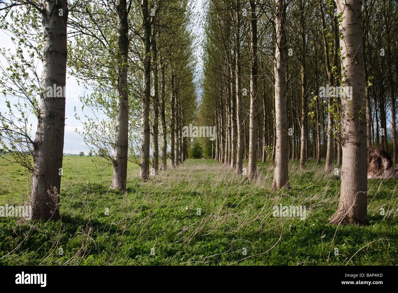 Poplar Tree Palantation, Burton Agnes, East Yorkshire, England, UK ...