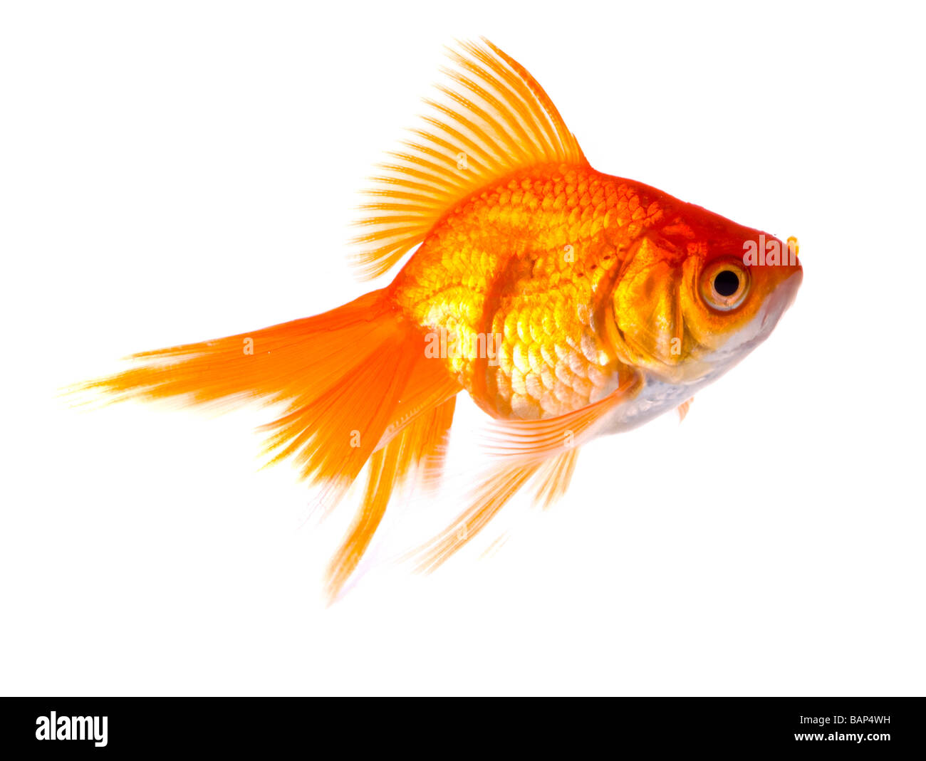 Gold fish Isolation on the white Stock Photo - Alamy