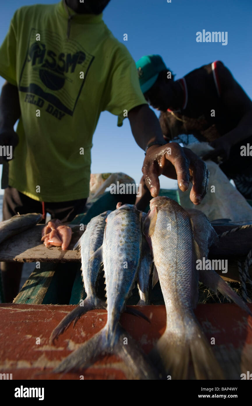 Local fishermen gutting freshly caught fish on the beach. Honduras ...