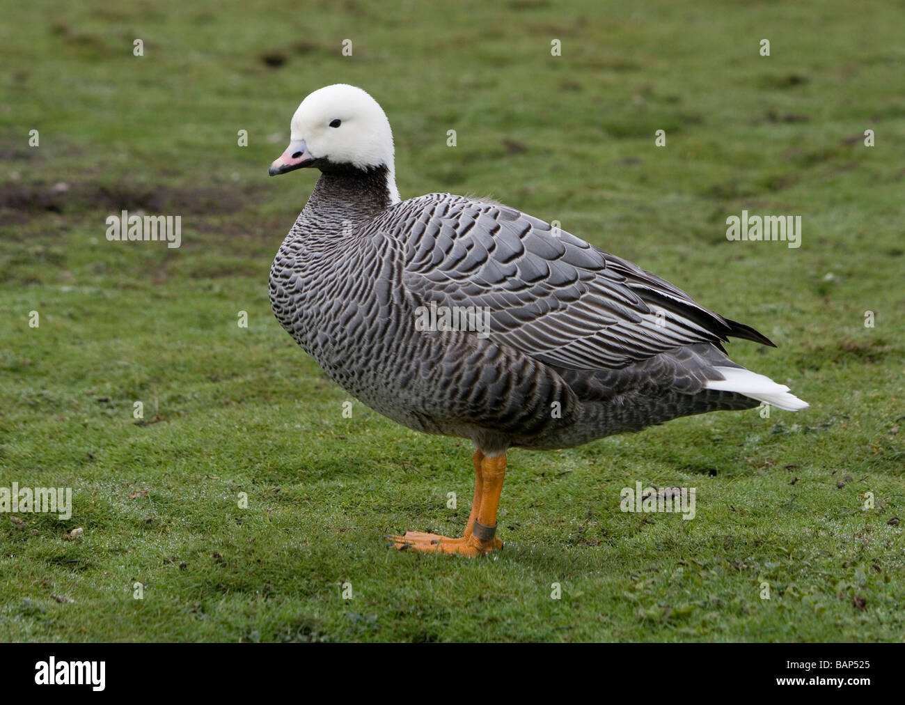 Emperor goose chen canagica hi-res stock photography and images - Alamy