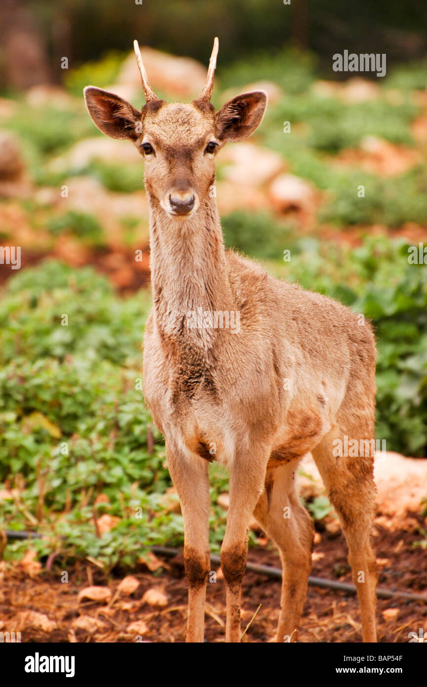 Israel Carmel Mountains Young Persian Fallow Deer Dama dama ...