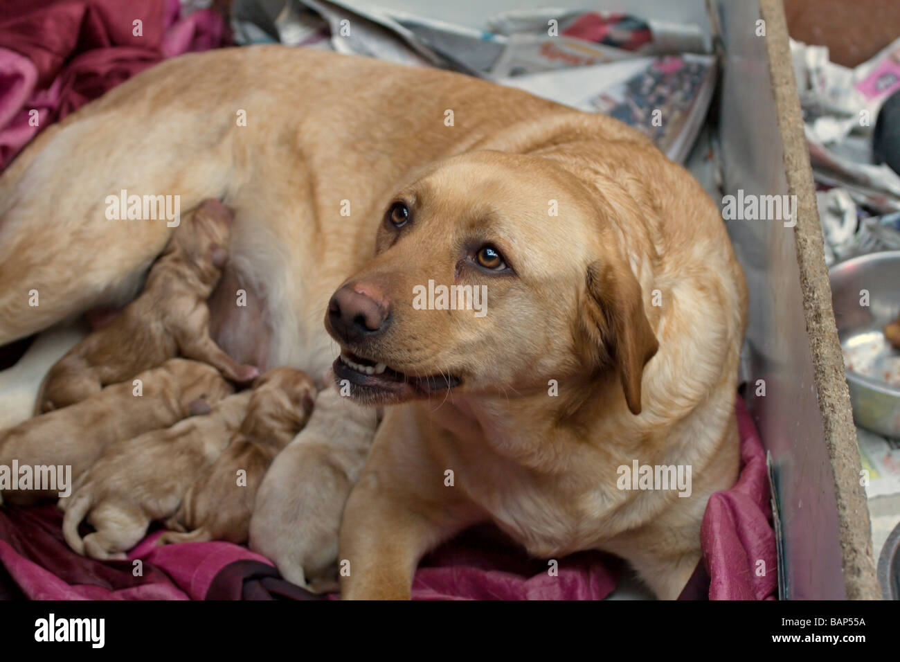 Rearing pups hi-res stock photography and images - Alamy