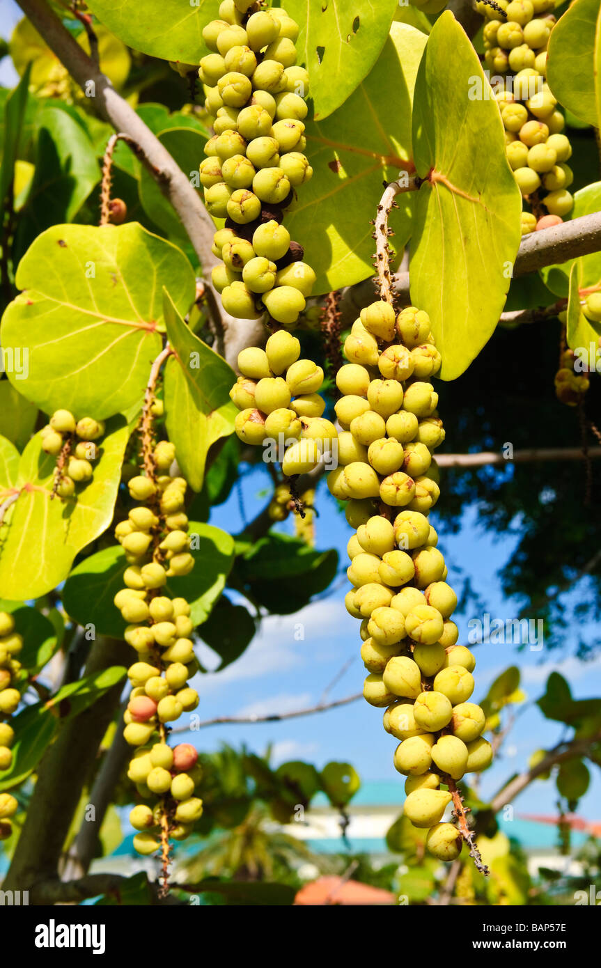 Sea grape tree bahamas hi-res stock photography and images - Alamy