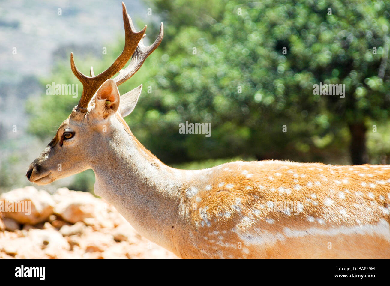 Israel Carmel Mountains Male Persian Fallow Deer Dama dama Mesopotamica ...