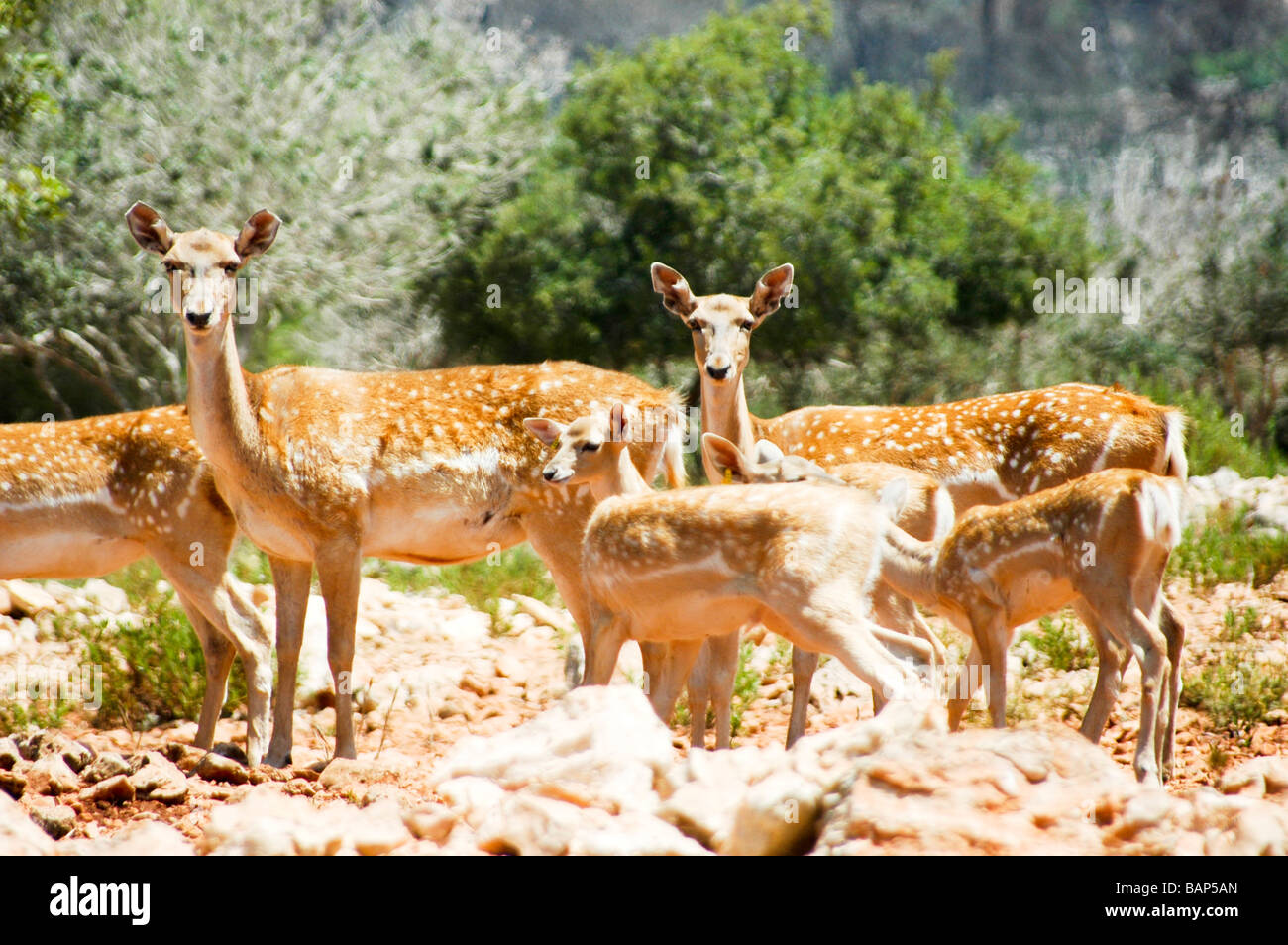 Israel Carmel Mountains Persian Fallow Deer Dama dama Mesopotamica ...