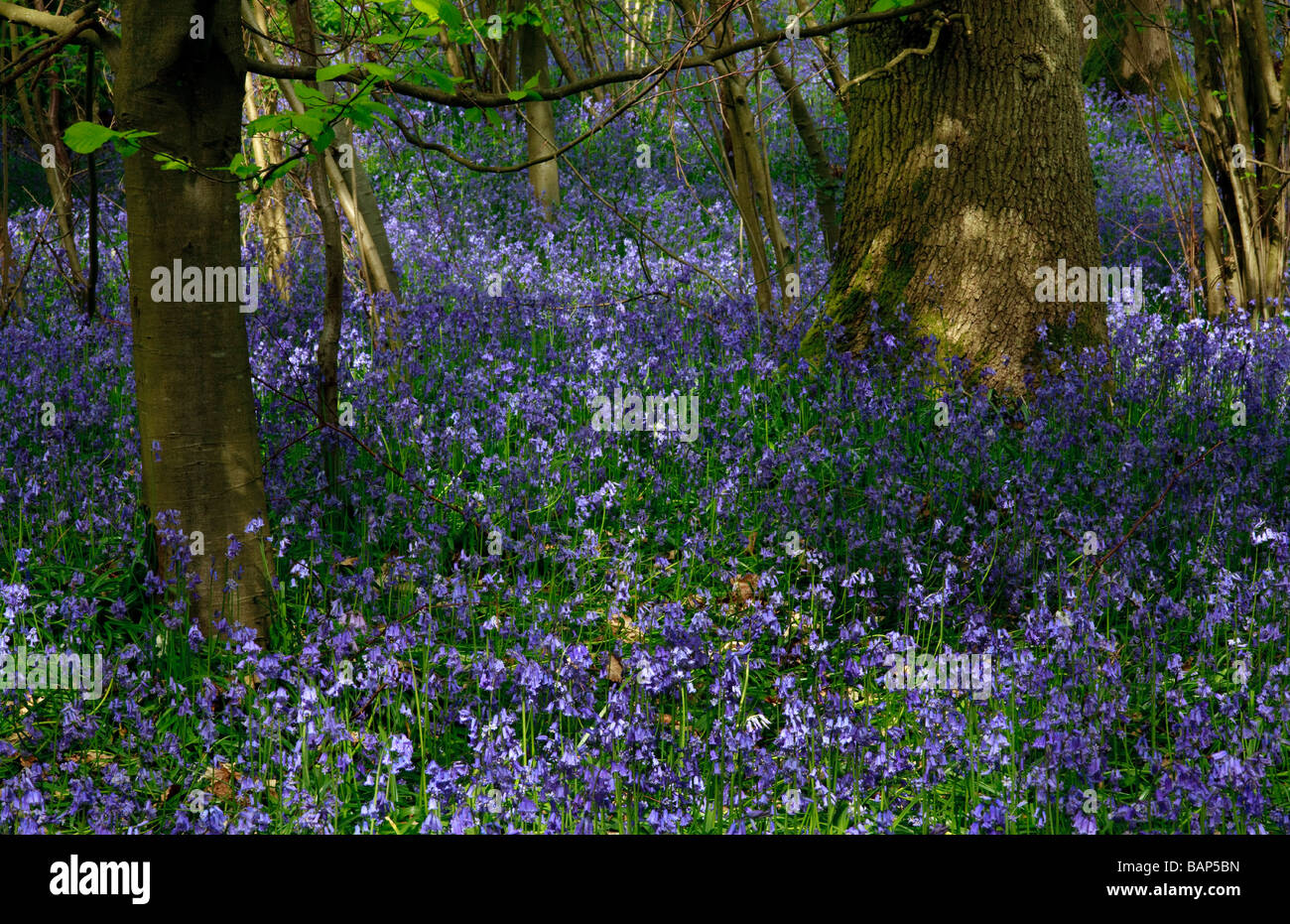 Bluebell wood is Spring Stock Photo - Alamy