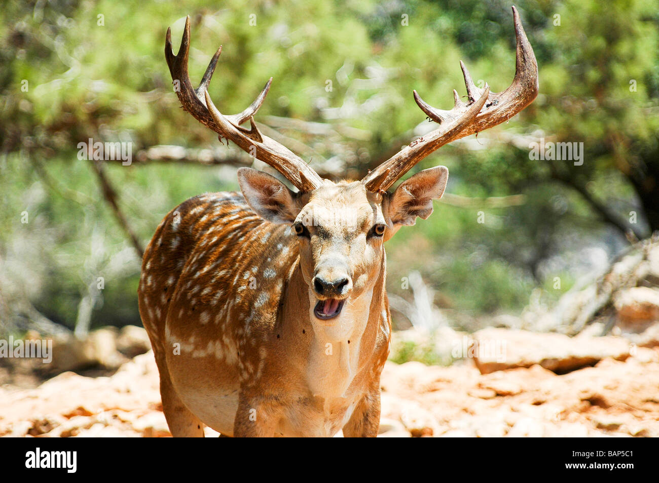 Israel Carmel Mountains Persian Fallow Deer Dama dama Mesopotamica ...