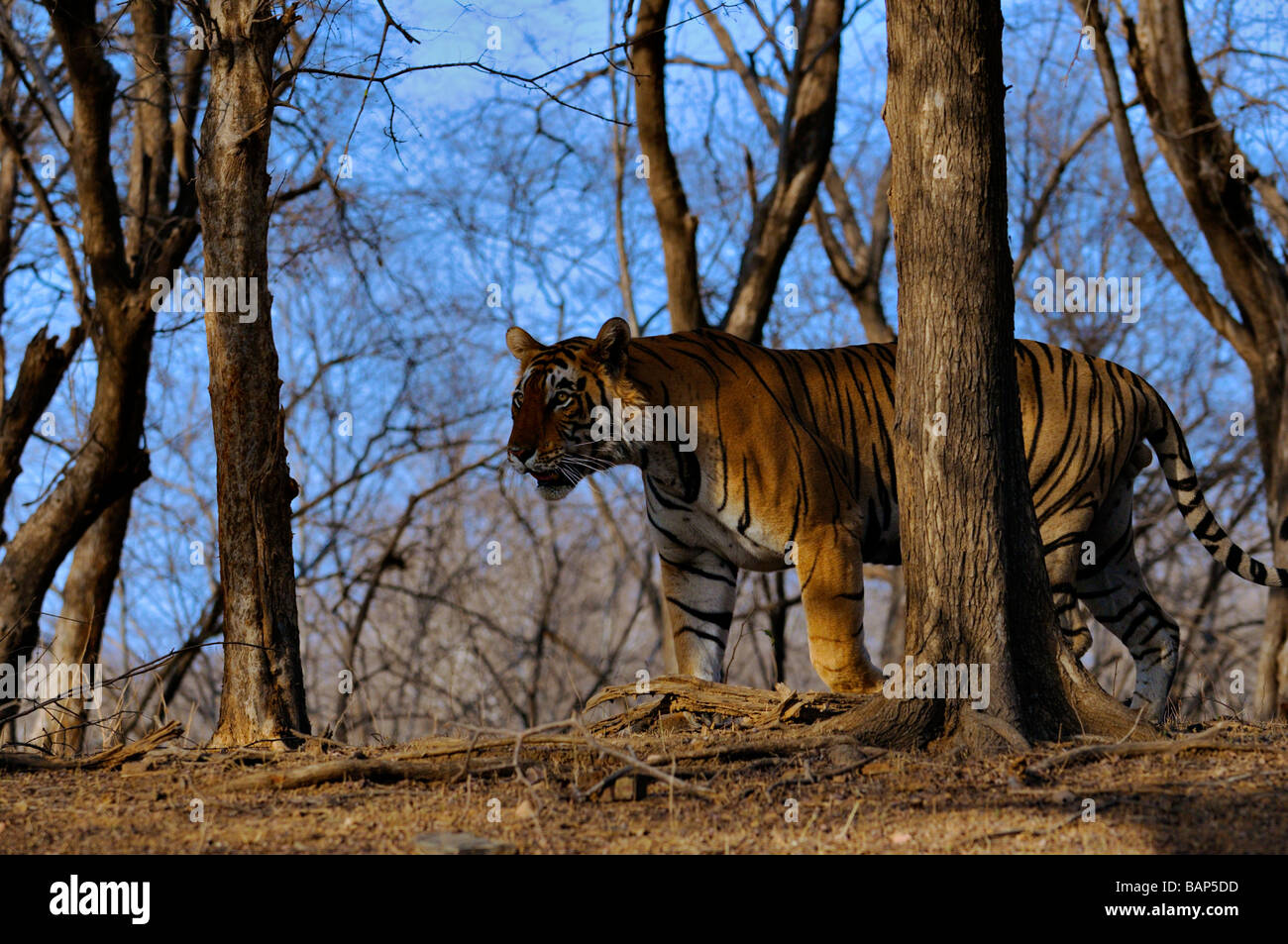 Male tiger in the dry deciduous habitat of Ranthanbhore tiger reserve ...