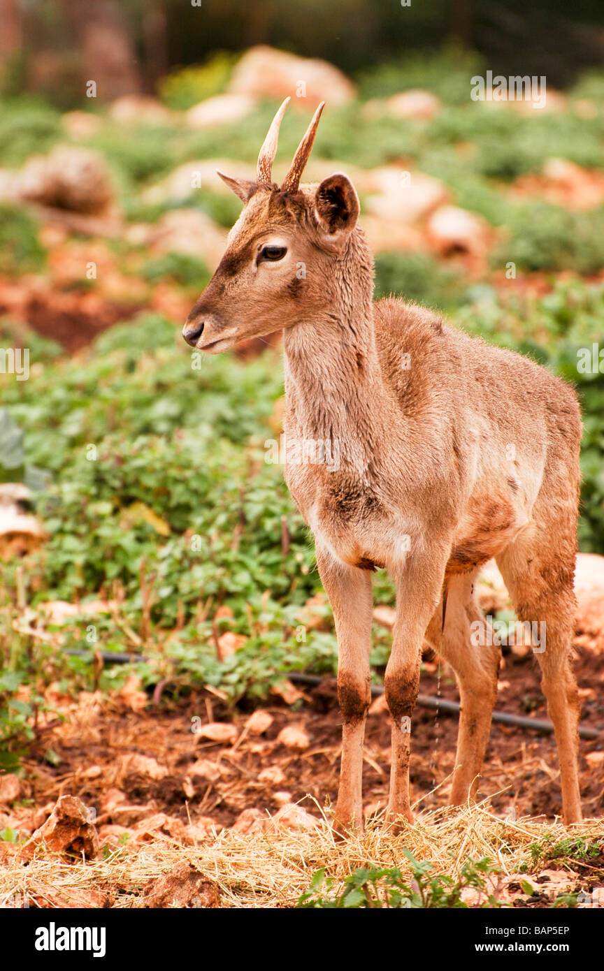 Israel Carmel Mountains Young Persian Fallow Deer Dama dama ...