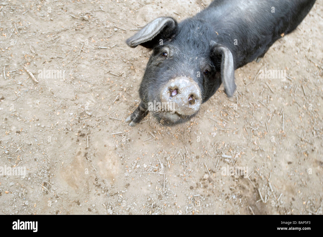 Pigs in their stye Stock Photo - Alamy
