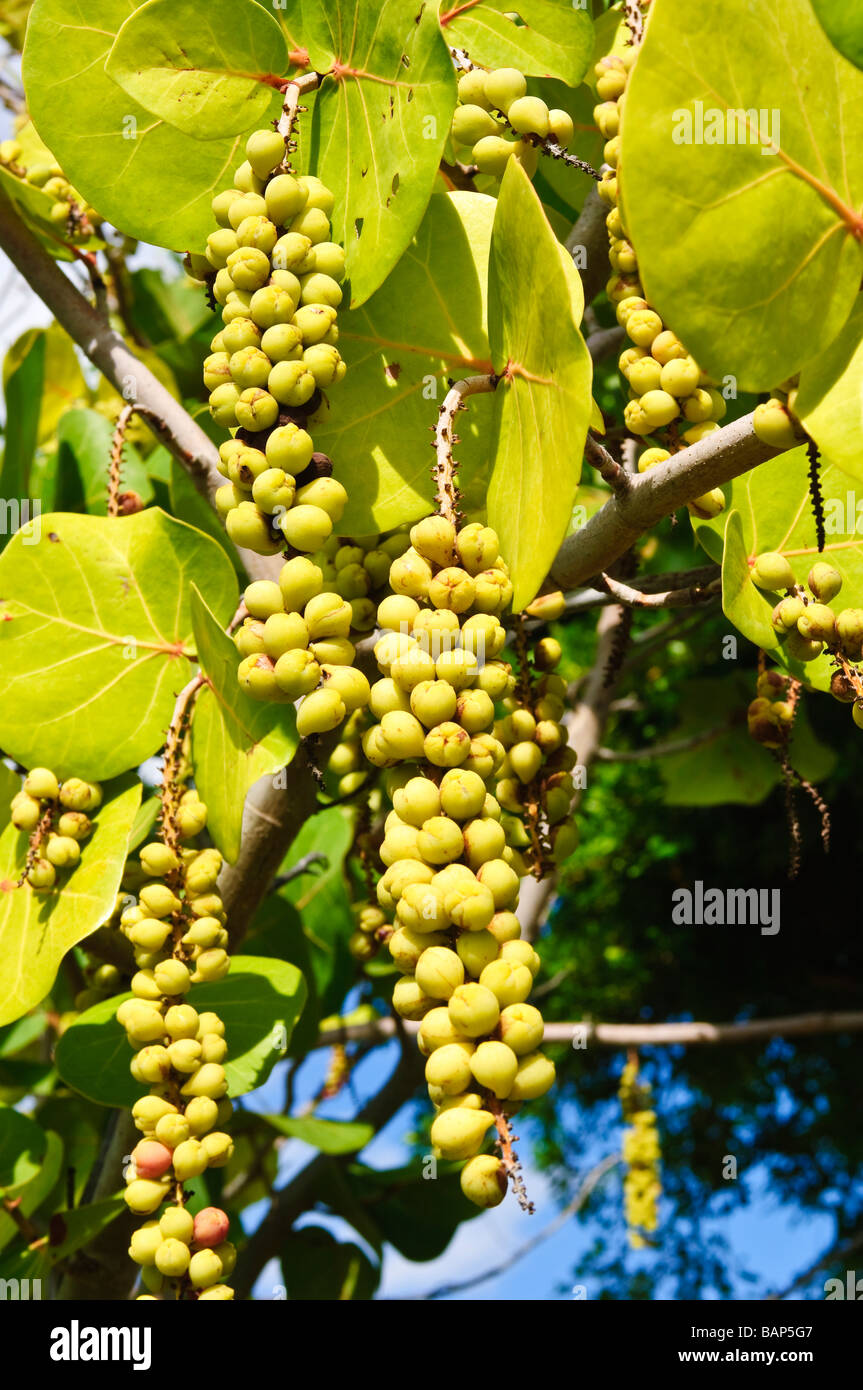Sea Grapes, Grand Bahama, Bahamas Stock Photo - Alamy