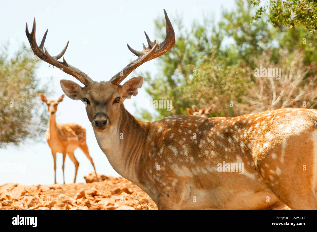 Israel Carmel Mountains Male Persian Fallow Deer Dama dama Mesopotamica ...