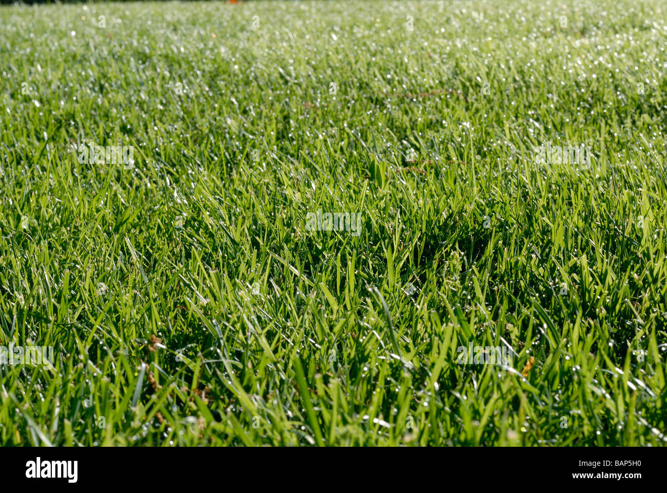 Lush green spring grass grasses hi-res stock photography and images - Alamy