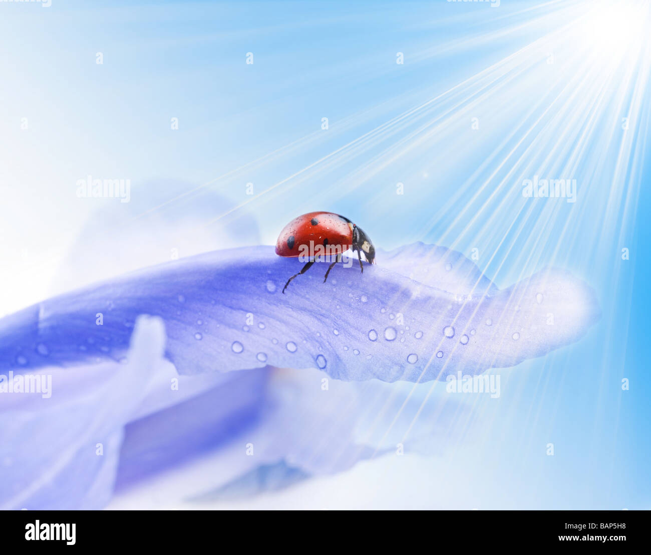 Ladybug on flower hi-res stock photography and images - Alamy