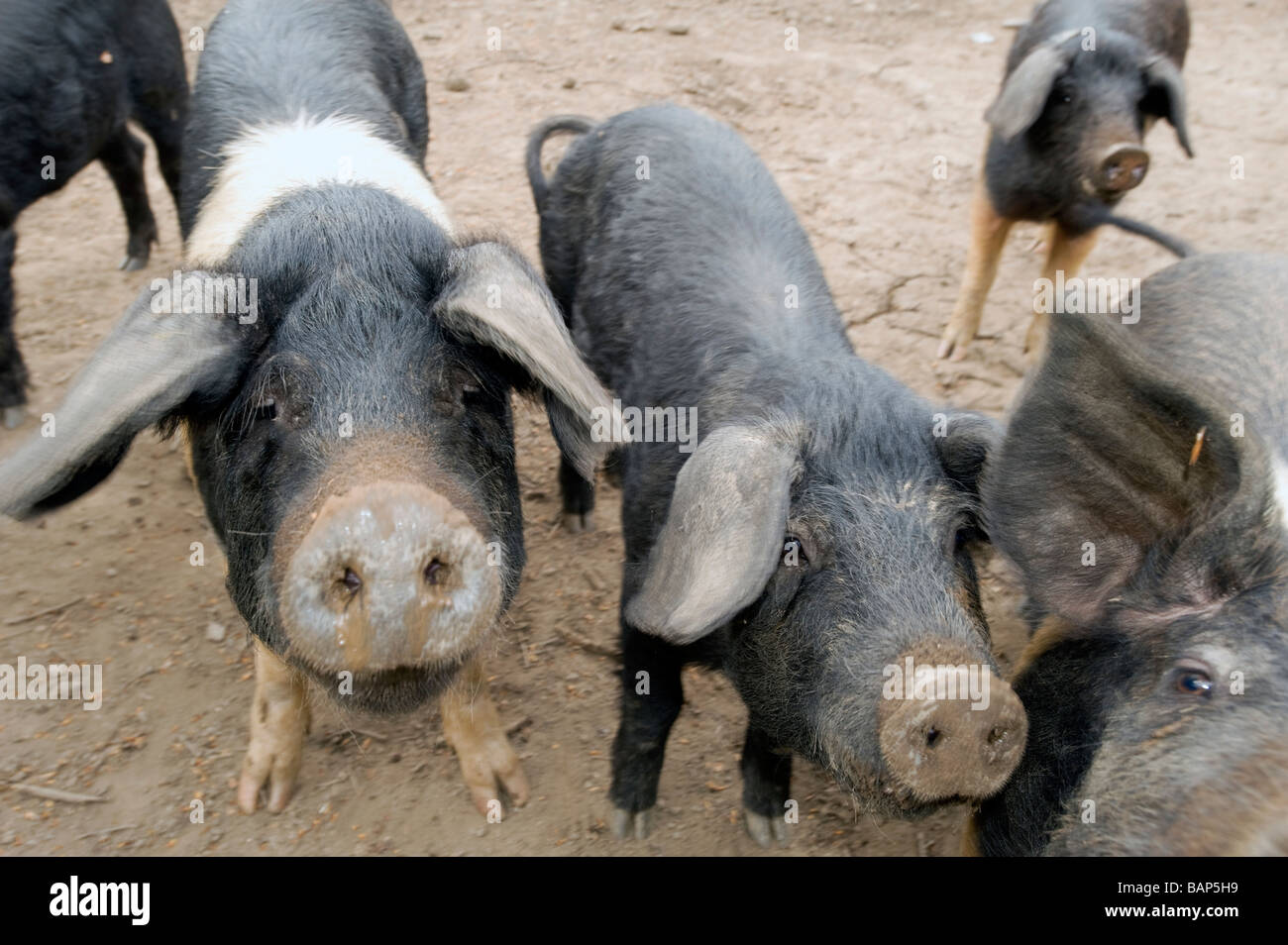 Pigs in their stye Stock Photo - Alamy