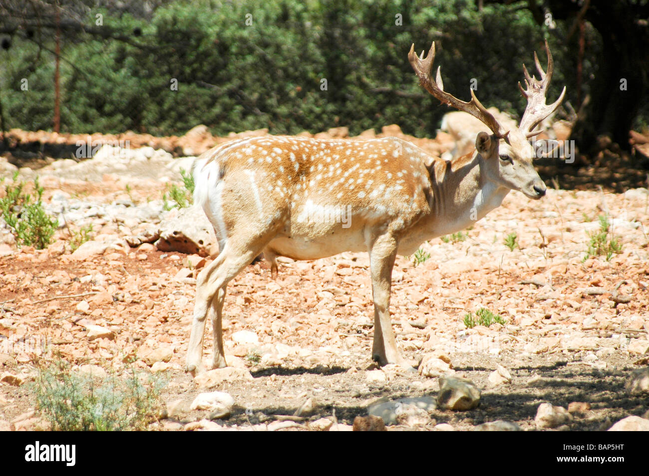 Israel Carmel Mountains Male Persian Fallow Deer Dama dama Mesopotamica ...