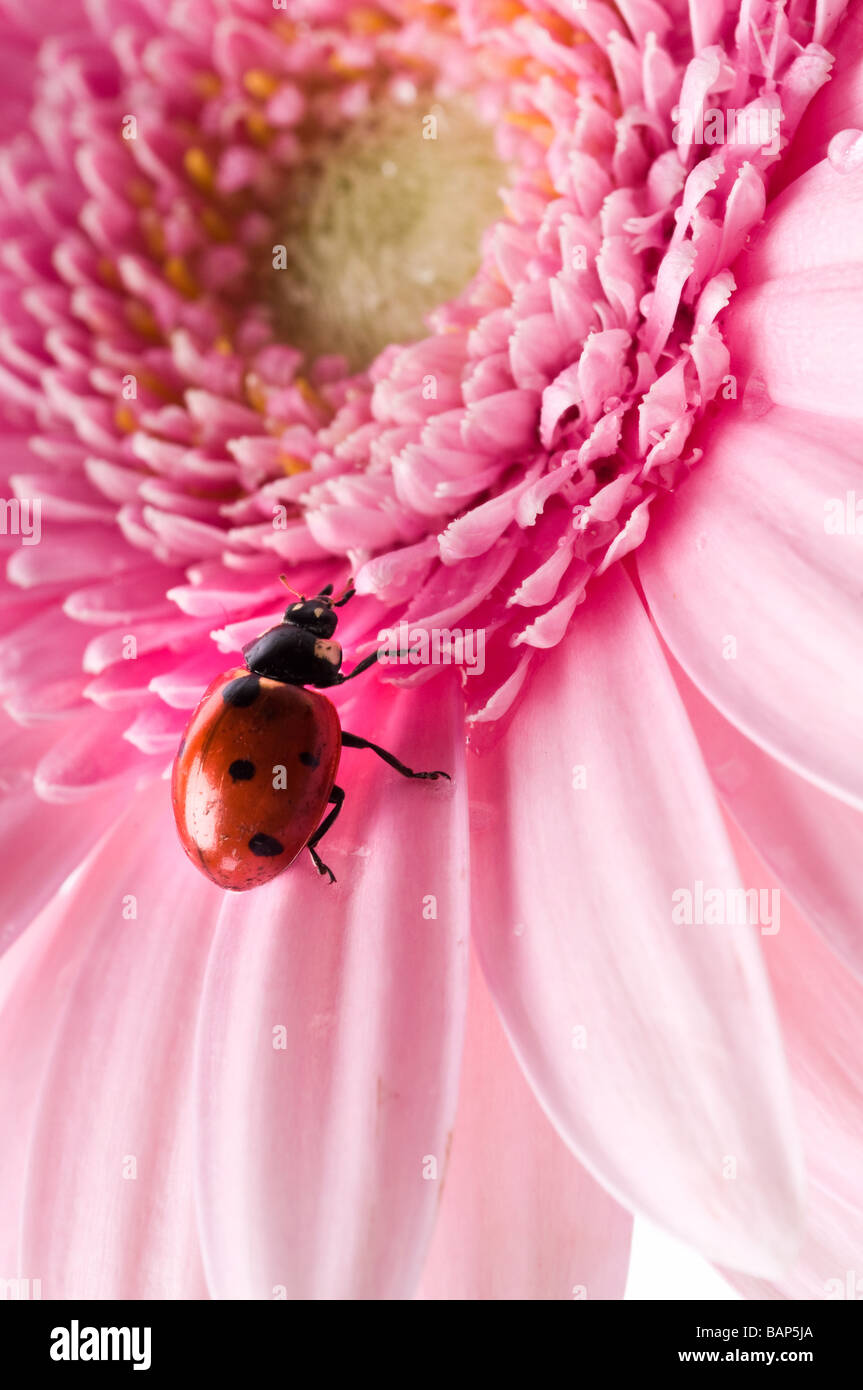 red summer lady bug Stock Photo - Alamy