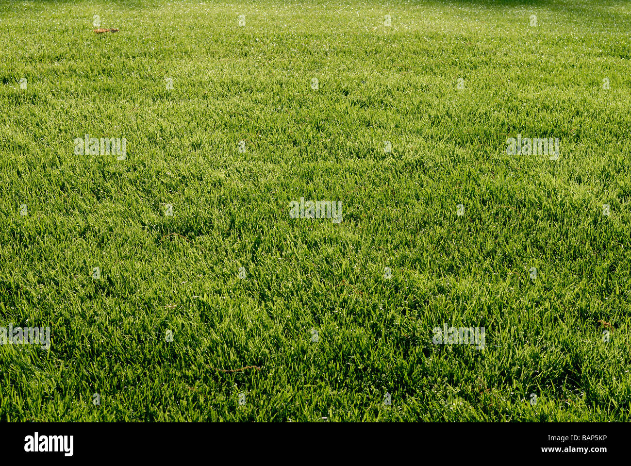 Grass Lawn Spring Low Angle High Resolution Stock Photography and ...