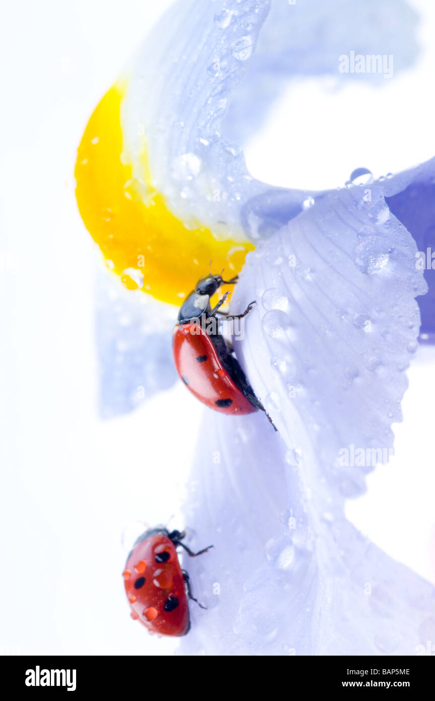 red summer lady bug Stock Photo - Alamy
