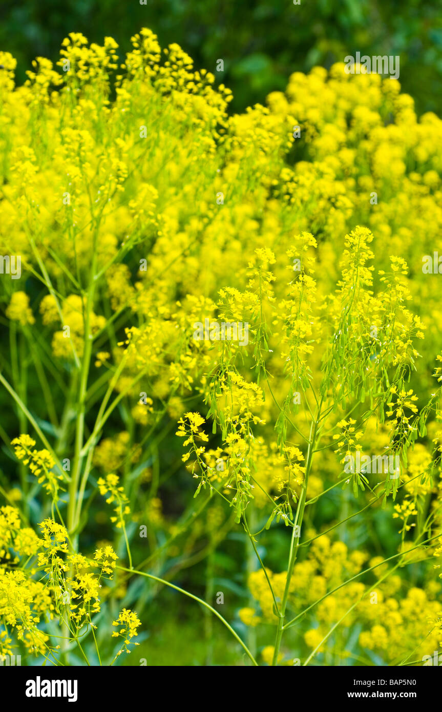 Field of yellow flower Stock Photo - Alamy