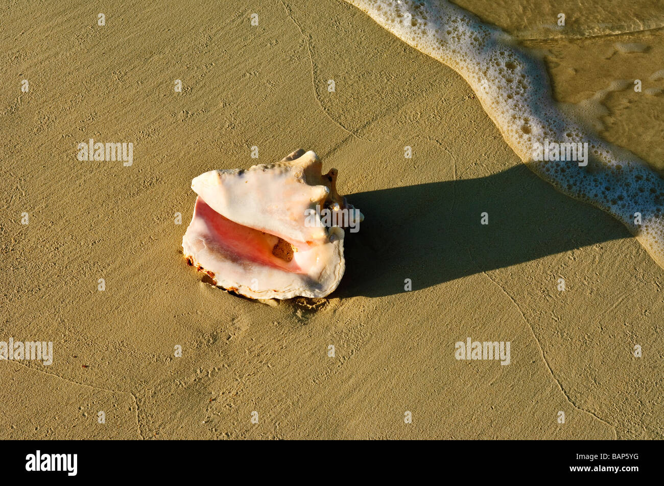 Pink conch hi-res stock photography and images - Alamy