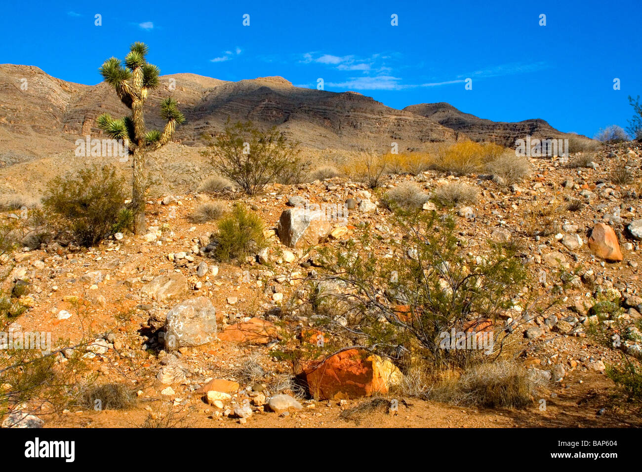 Joshua Tree and desert in Virgin River Canyon, Nevada Stock Photo - Alamy