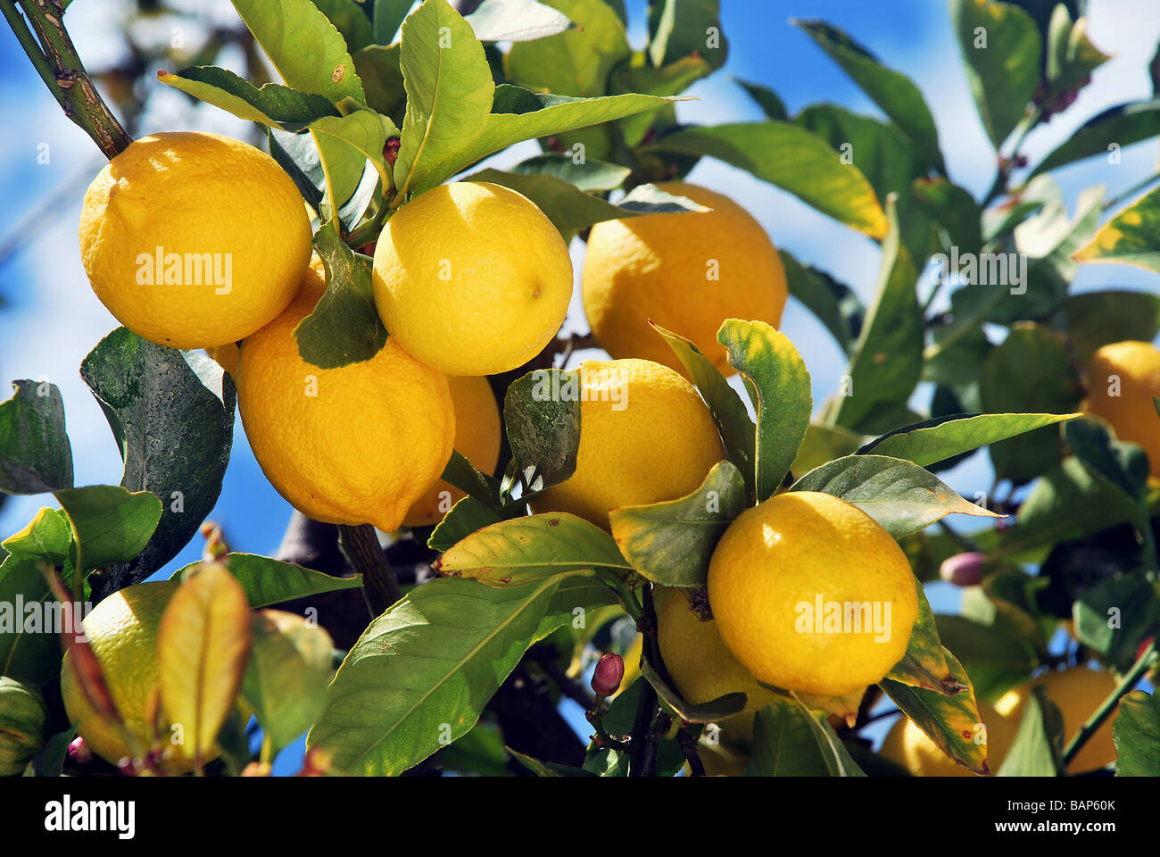 Lemon grove california hi-res stock photography and images - Alamy